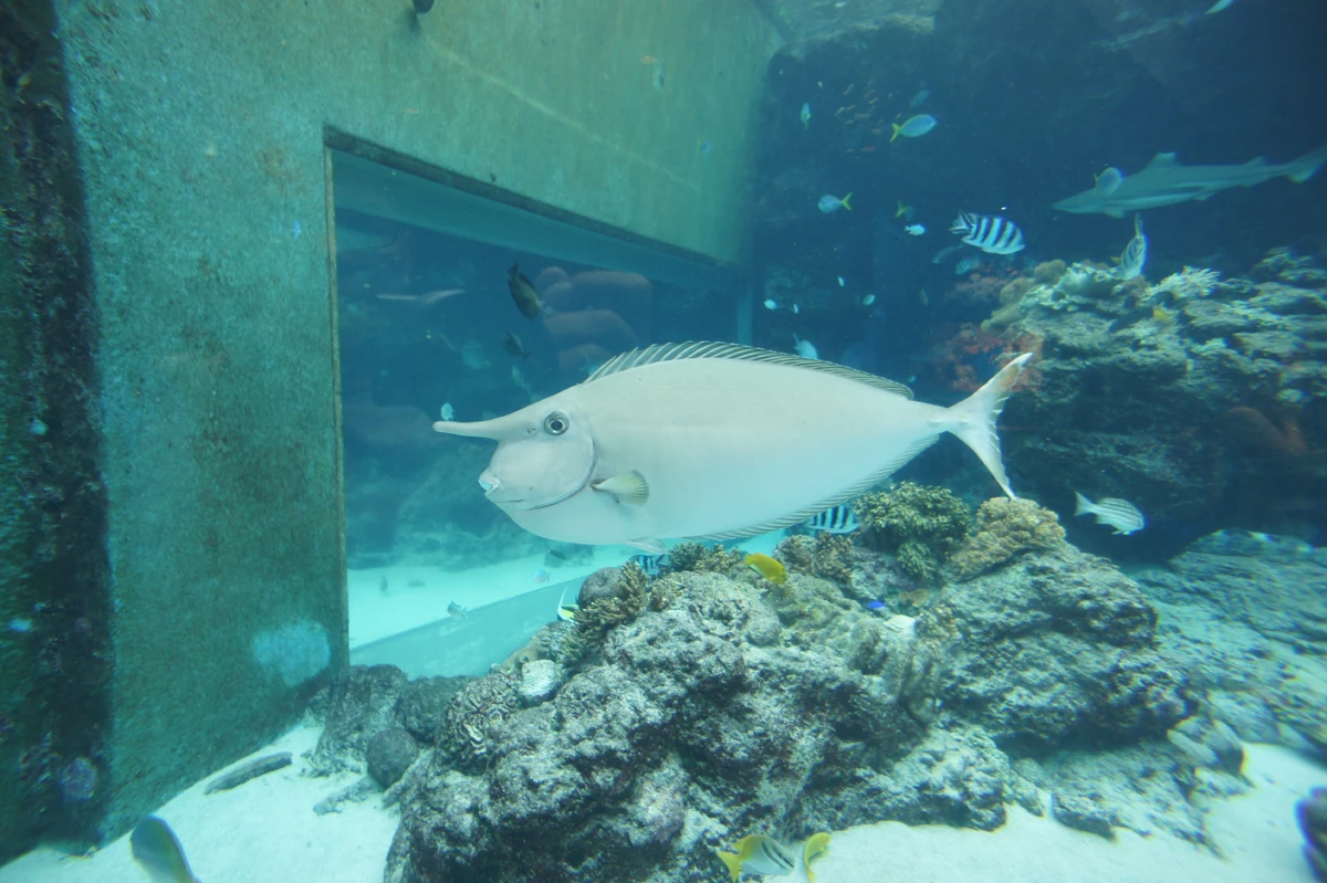 Whitemargin Unicornfish | NatureRules1 Wiki | Fandom