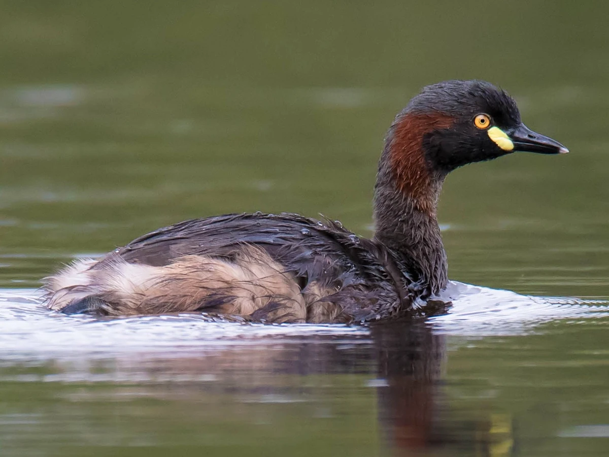 Australasian Grebe | NatureRules1 Wiki | Fandom