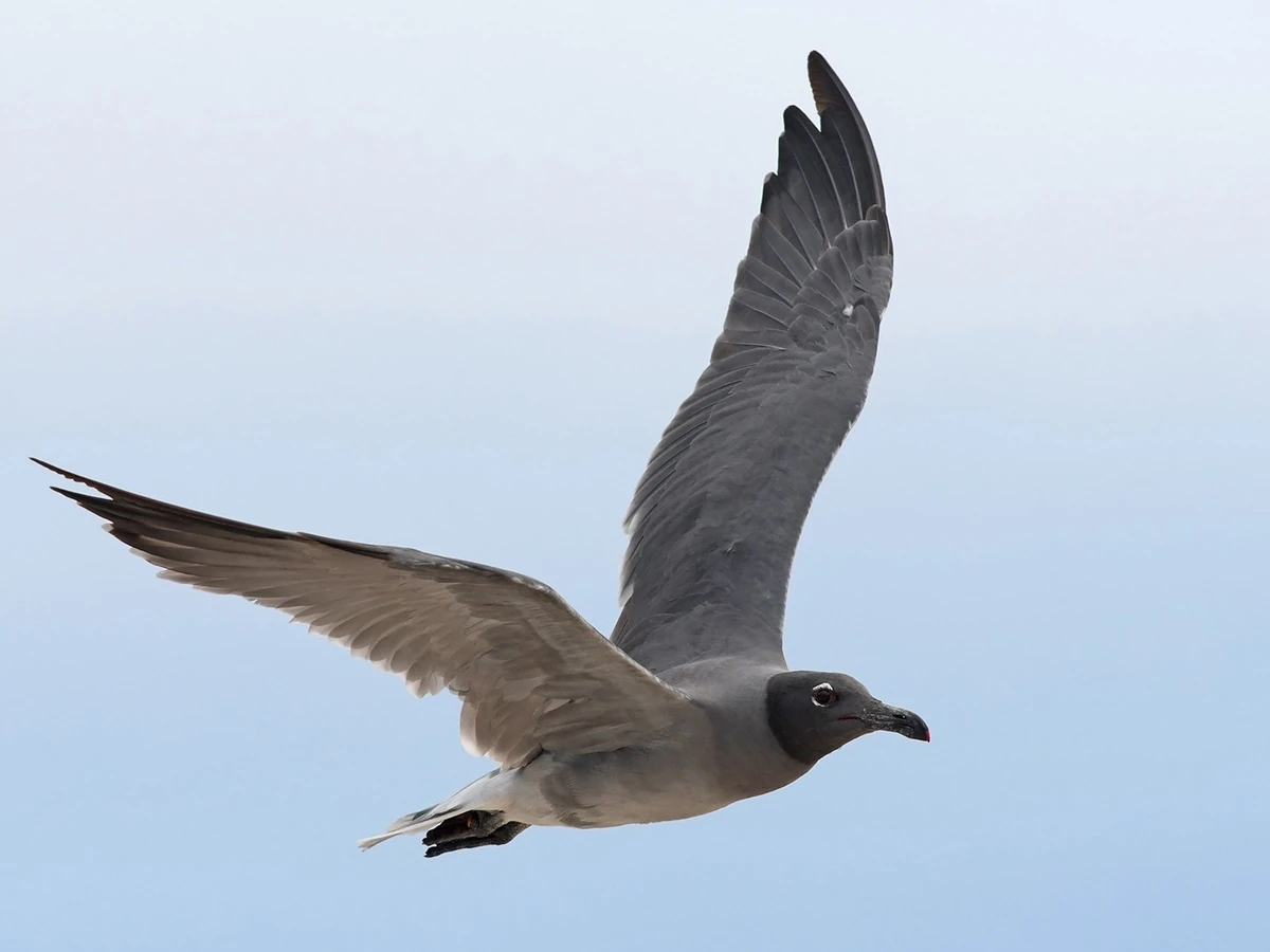 Lava Gull | NatureRules1 Wiki | Fandom