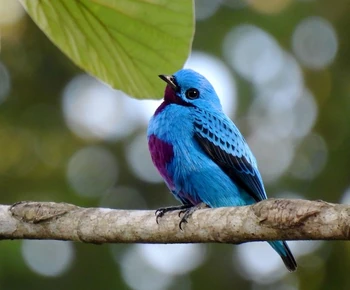 Turquoise Cotinga | NatureRules1 Wiki | Fandom