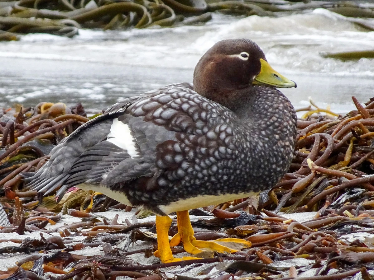 Falkland Steamer Duck | NatureRules1 Wiki | Fandom