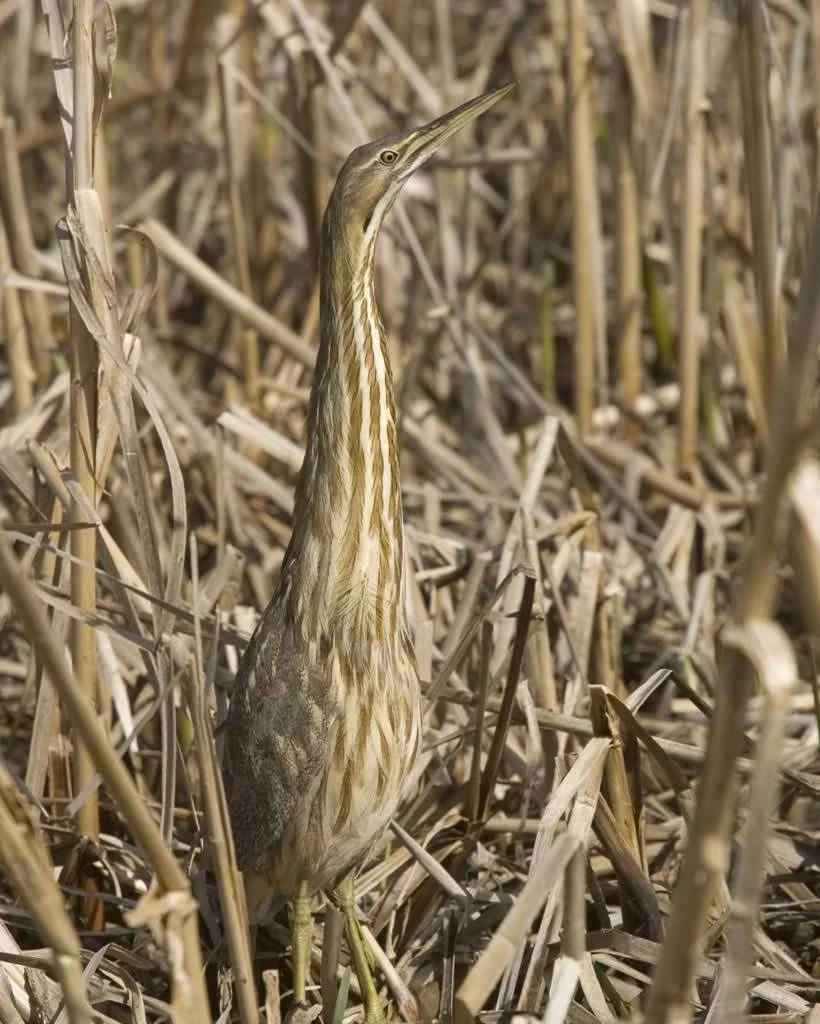 American Bittern | NatureRules1 Wiki | Fandom