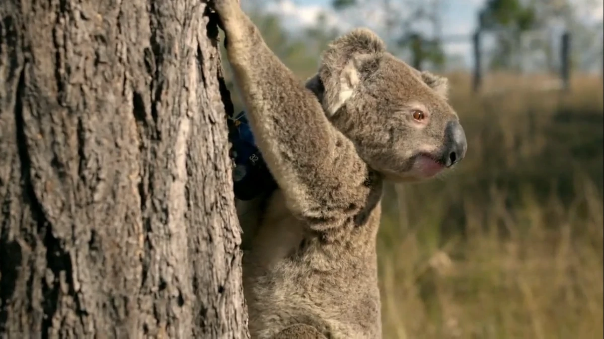 Australia and the Islands | NatureRules1 Wiki | Fandom