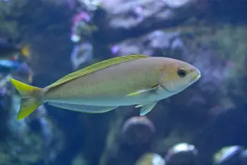 Ocean Whitefish | NatureRules1 Wiki | Fandom