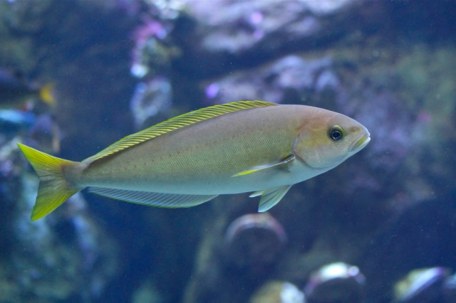 Ocean Whitefish | NatureRules1 Wiki | Fandom