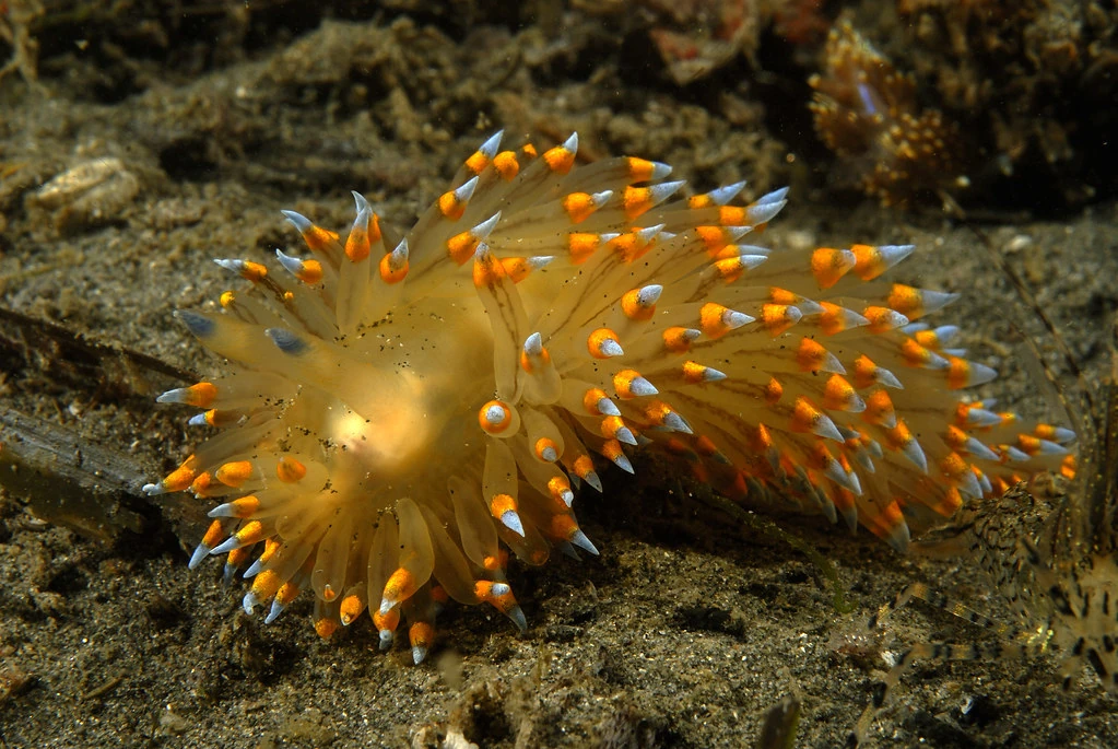 Santa Barbara Janolus | NatureRules1 Wiki | Fandom