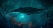 Humpback Whale | NatureRules1 Wiki | Fandom