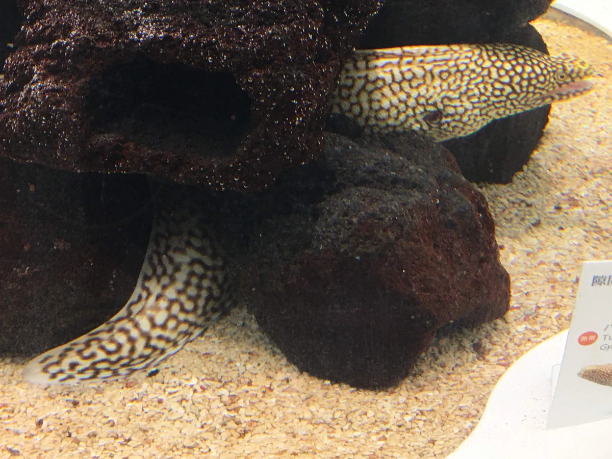 Turkey Moray | NatureRules1 Wiki | Fandom