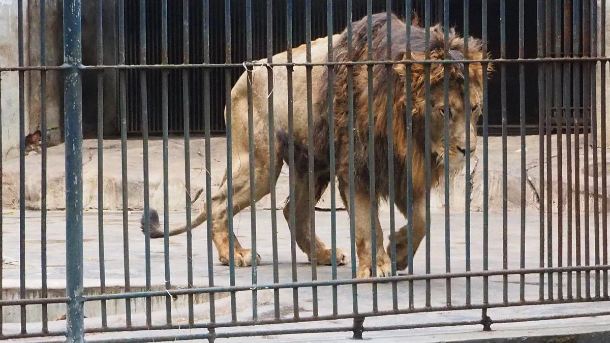 West African Lion | NatureRules1 Wiki | Fandom
