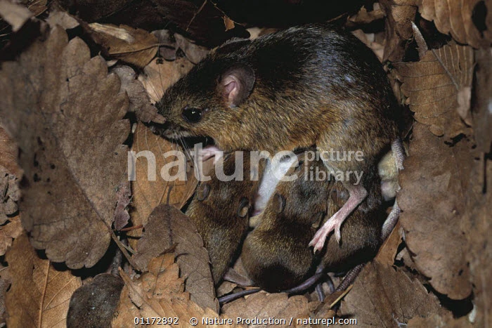 Large Japanese Field Mouse | NatureRules1 Wiki | Fandom