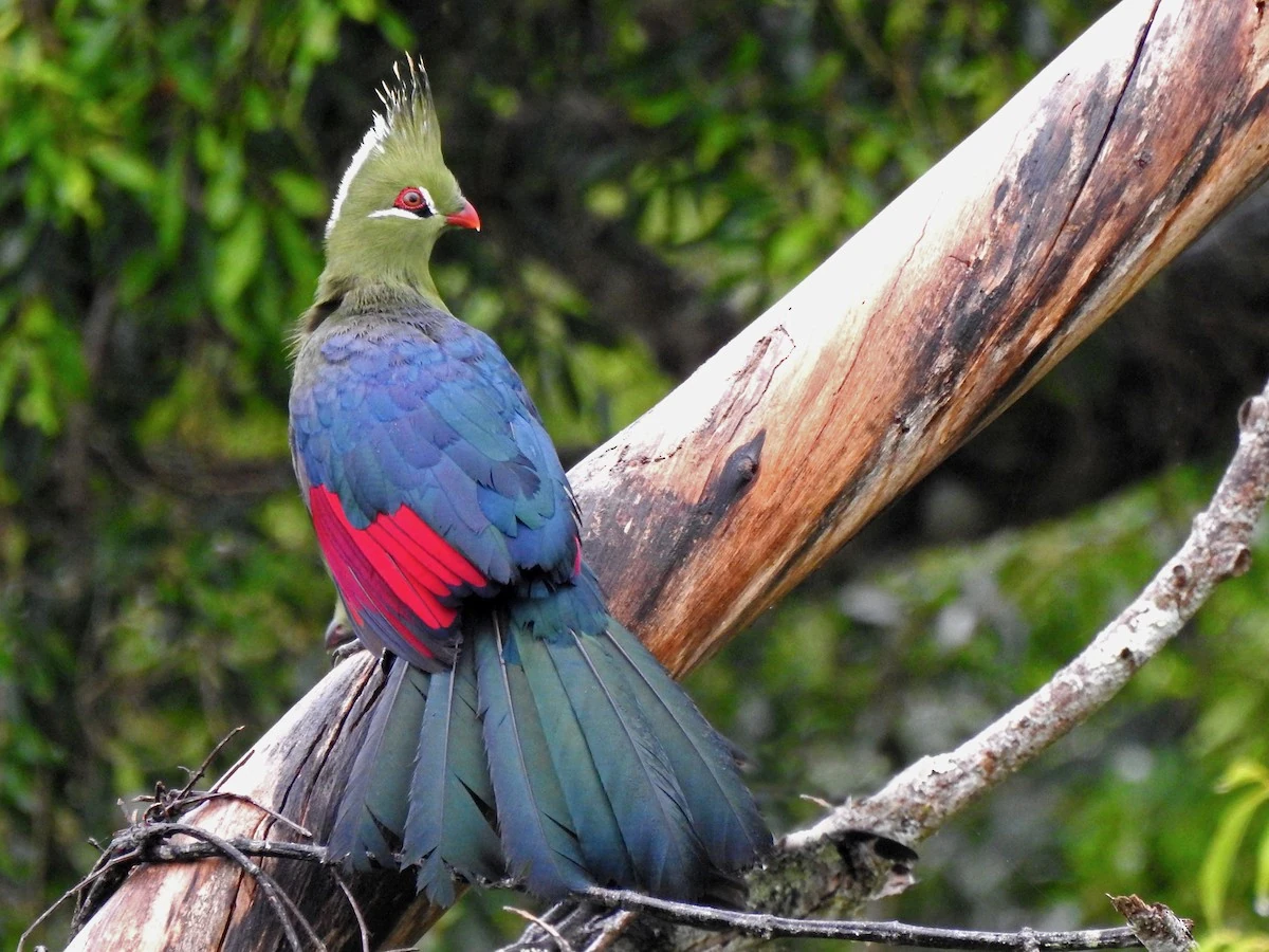 Livingstone's Turaco | NatureRules1 Wiki | Fandom