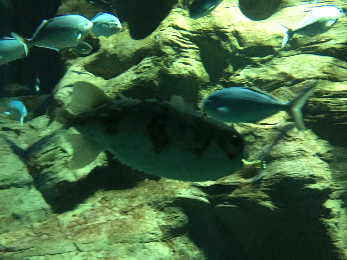 Deepwater Burrfish | NatureRules1 Wiki | Fandom