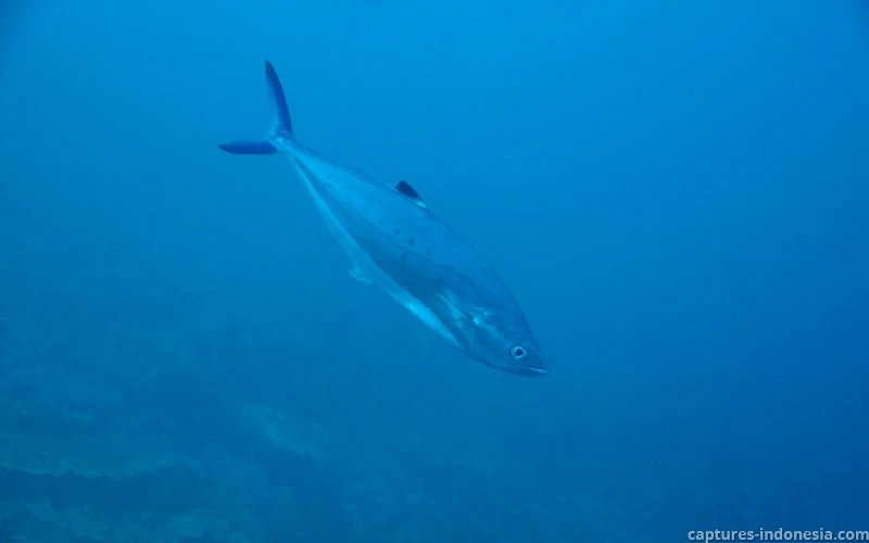 Doublespotted Queenfish | NatureRules1 Wiki | Fandom