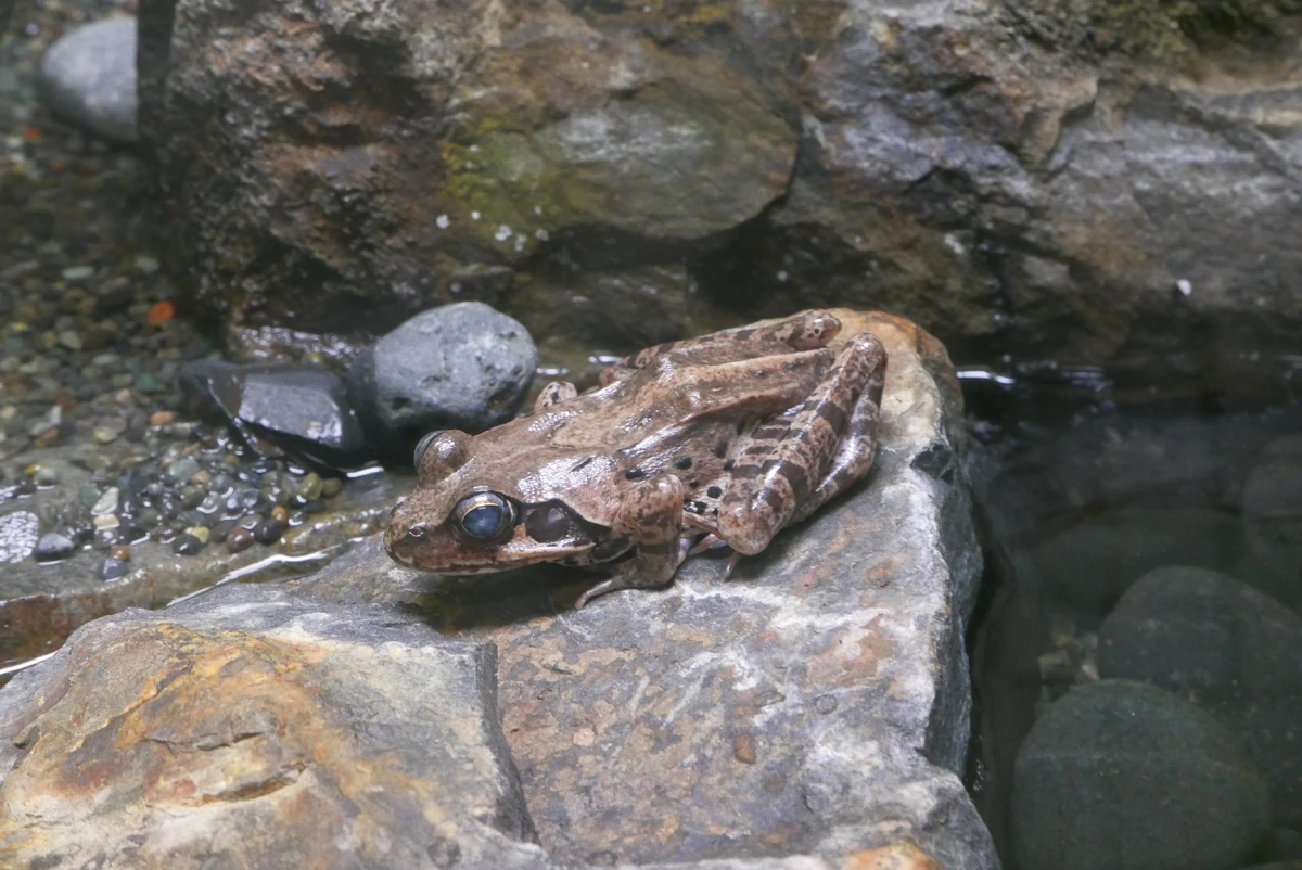 Mountain Chicken Frog | NatureRules1 Wiki | Fandom