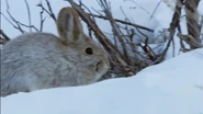 Pygmy Rabbit | NatureRules1 Wiki | Fandom