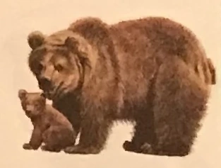 Brown Bear/Books | NatureRules1 Wiki | Fandom