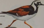 Ruddy Turnstone | NatureRules1 Wiki | Fandom