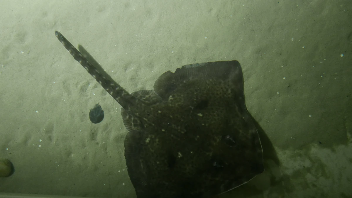 Thornback Ray | NatureRules1 Wiki | Fandom