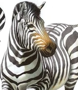 Mountain Zebra | NatureRules1 Wiki | Fandom