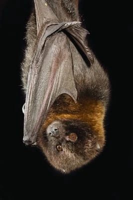 Rodrigues Flying Fox | NatureRules1 Wiki | Fandom