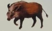 Bushpig | NatureRules1 Wiki | Fandom