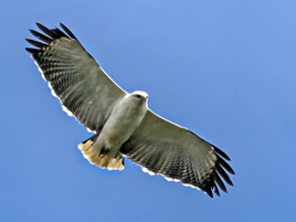 Mantled Hawk | NatureRules1 Wiki | Fandom