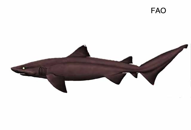 Bigeye Sand Tiger | NatureRules1 Wiki | Fandom