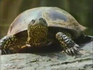 European Pond Turtle | NatureRules1 Wiki | Fandom