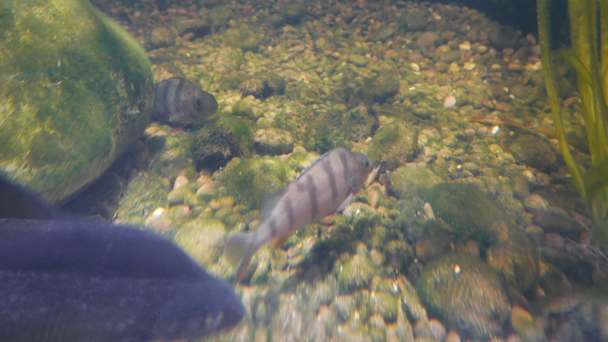 European Perch | NatureRules1 Wiki | Fandom