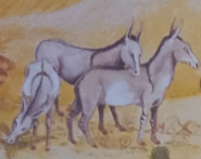 African Wild Ass | NatureRules1 Wiki | Fandom
