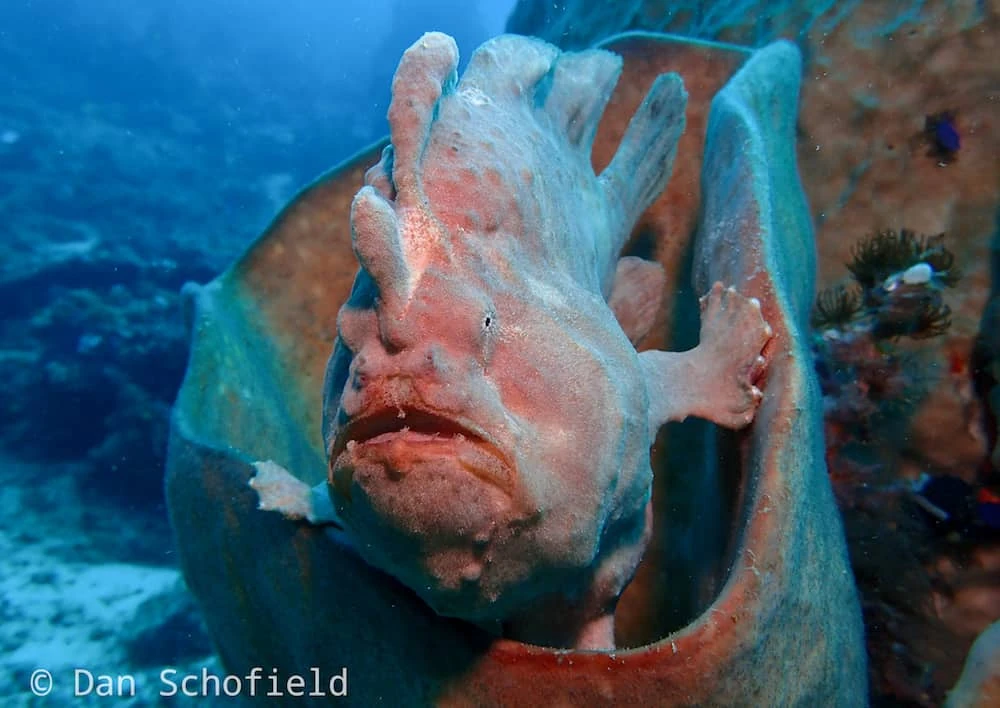Giant Frogfish | NatureRules1 Wiki | Fandom