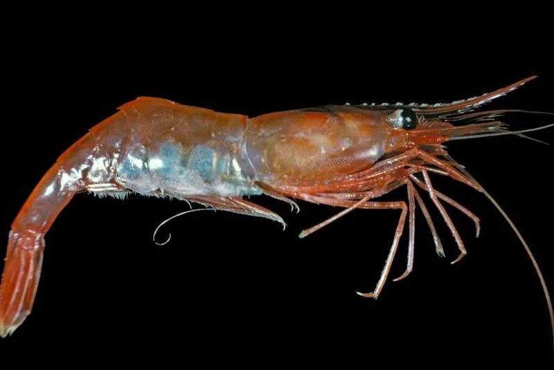 Northern Prawn | NatureRules1 Wiki | Fandom