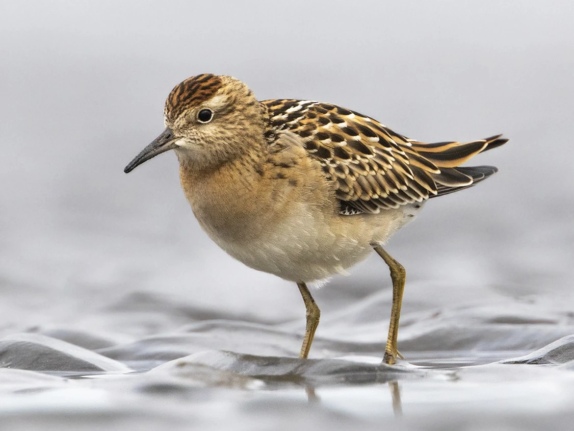 Sharp-tailed Sandpiper | NatureRules1 Wiki | Fandom