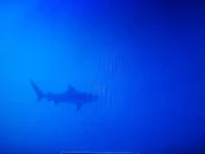 Irrawaddy River Shark | NatureRules1 Wiki | Fandom