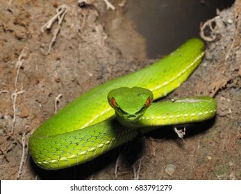 Chinese Tree Viper | NatureRules1 Wiki | Fandom