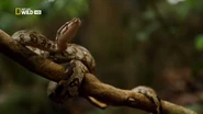 Indian Python | NatureRules1 Wiki | Fandom