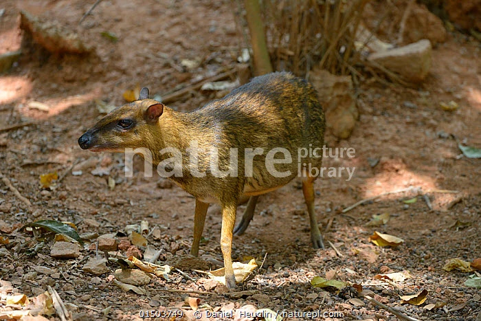 Greater Malay Chevrotain | NatureRules1 Wiki | Fandom