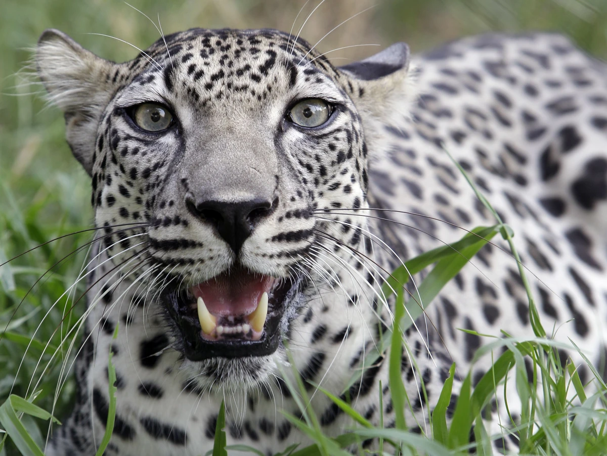 Arabian Leopard | NatureRules1 Wiki | Fandom