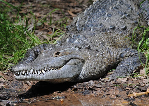 American Crocodile | NatureRules1 Wiki | Fandom