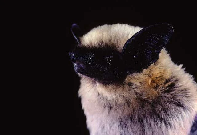 Canyon Bat | NatureRules1 Wiki | Fandom