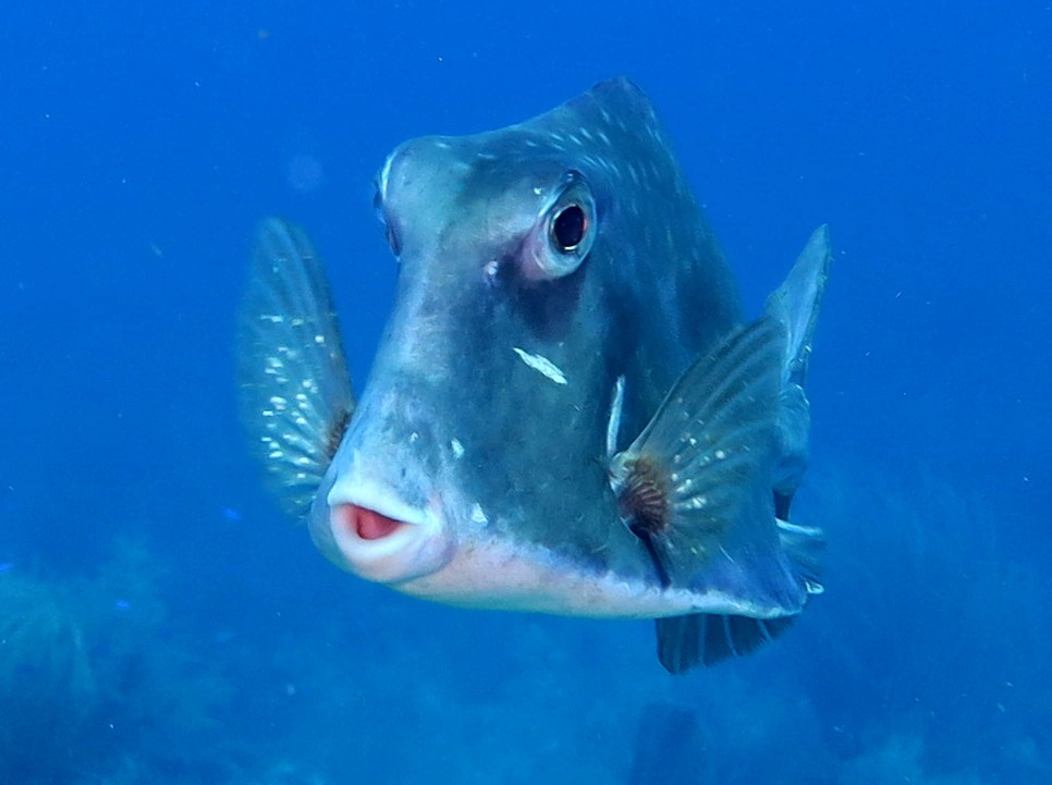 Buffalo Trunkfish | NatureRules1 Wiki | Fandom