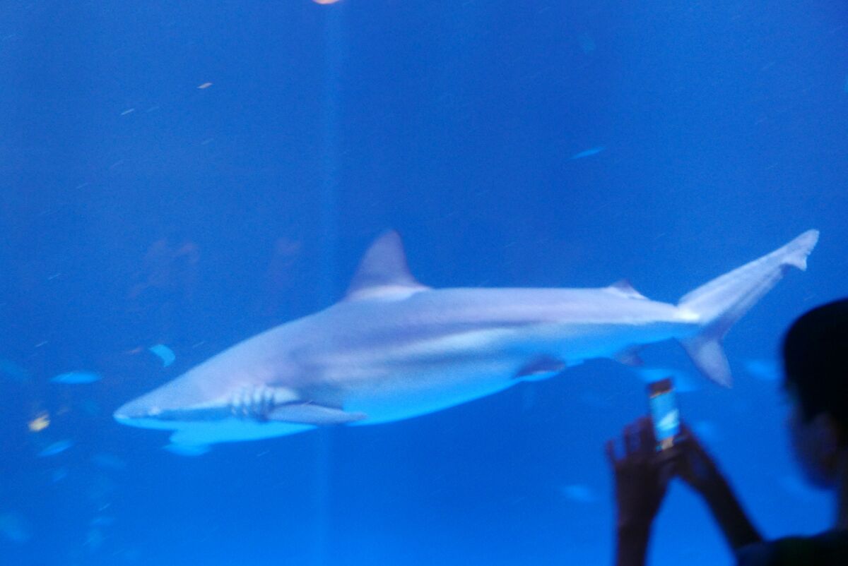 Copper Shark | NatureRules1 Wiki | Fandom