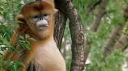 Golden Snub-nosed Monkey | NatureRules1 Wiki | Fandom