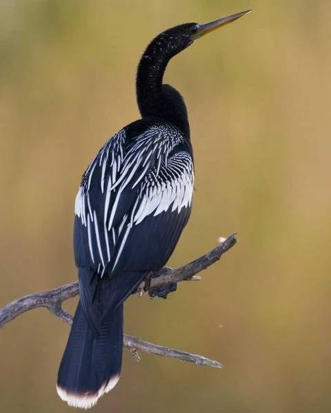 Anhinga | NatureRules1 Wiki | Fandom