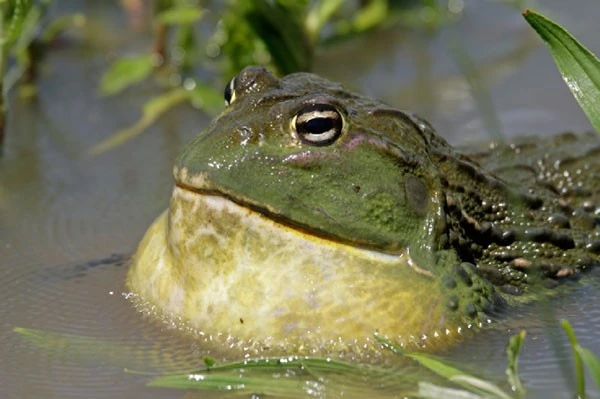African Bullfrog | NatureRules1 Wiki | Fandom