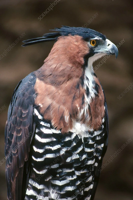 Ornate Hawk-eagle | NatureRules1 Wiki | Fandom