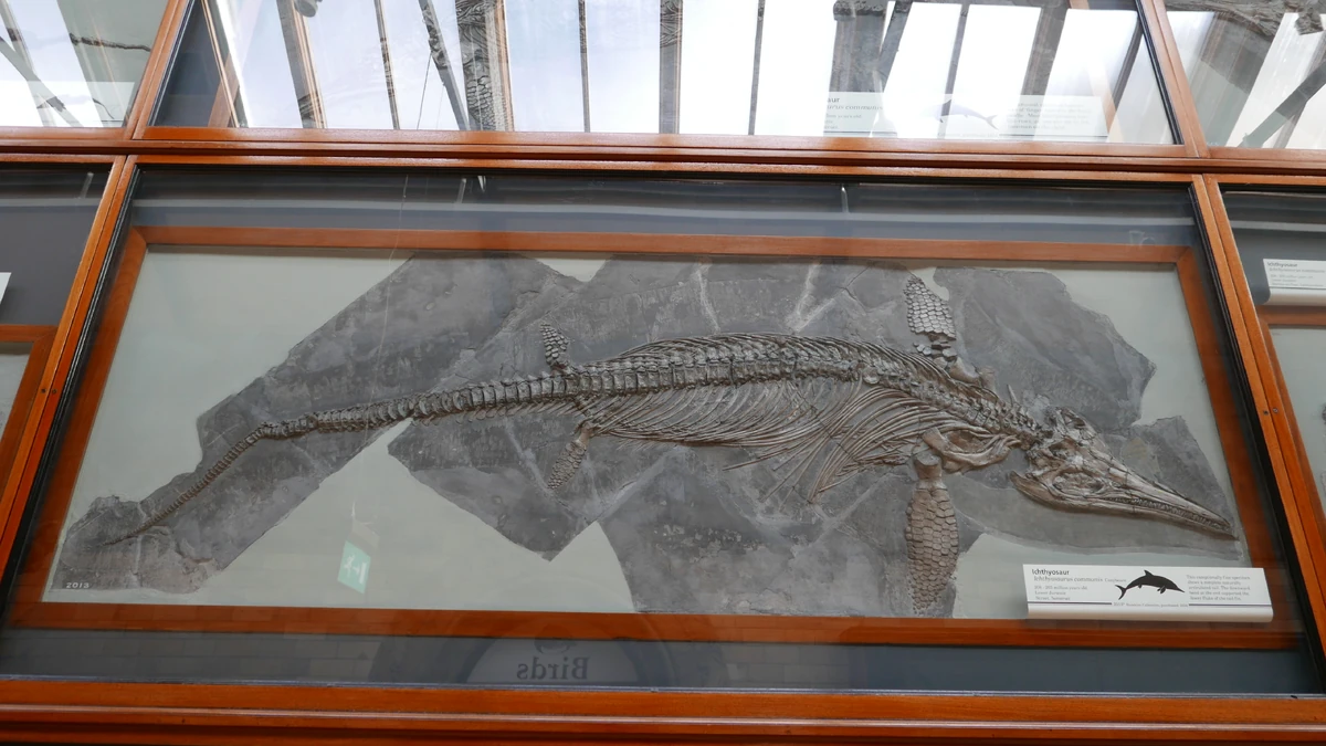 Ichthyosaurus | NatureRules1 Wiki | Fandom