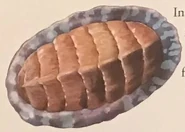 Mottled Red Chiton | NatureRules1 Wiki | Fandom