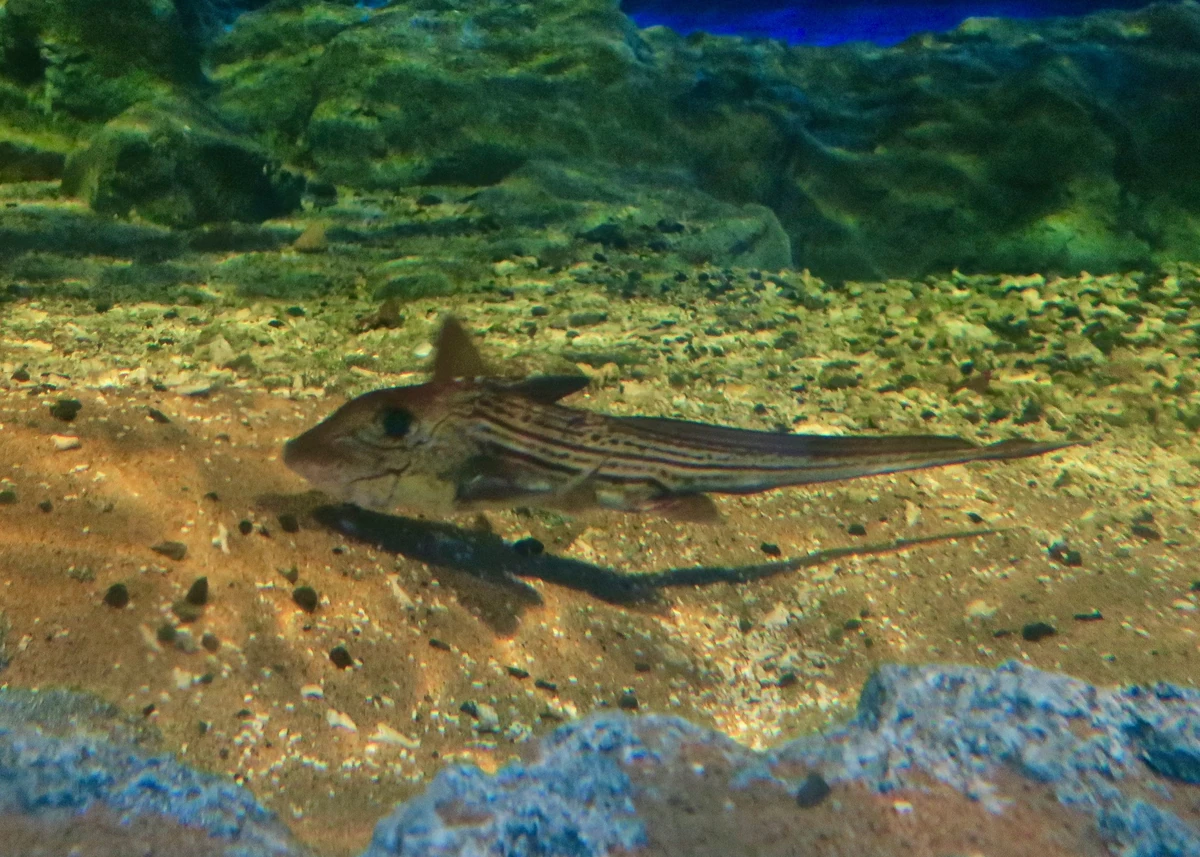 Silver Chimaera | NatureRules1 Wiki | Fandom