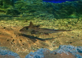 Silver Chimaera | NatureRules1 Wiki | Fandom